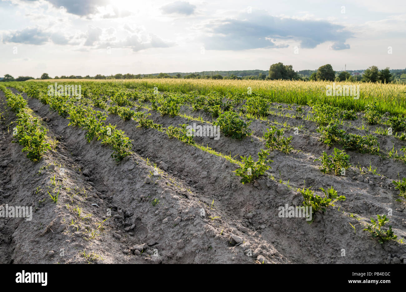 Green field of potato crops in a row. Agriculture. Growing of potato ...