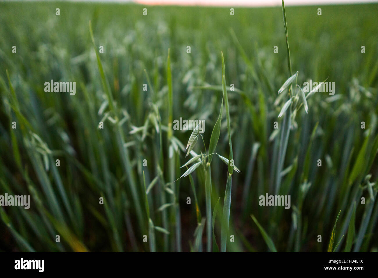 Green oat ears of wheat growing in the field in evening suset sky ...