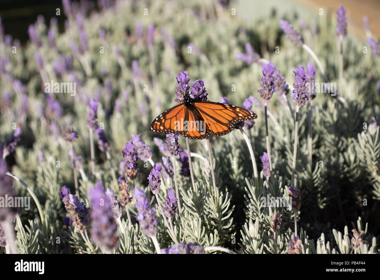 Lavender plant backyard hi-res stock photography and images - Alamy
