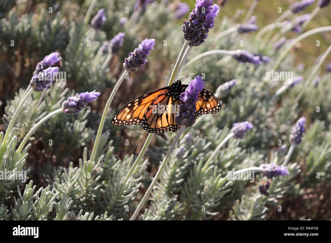 Orange Monarch butterfly on lavender Stock Photo - Alamy