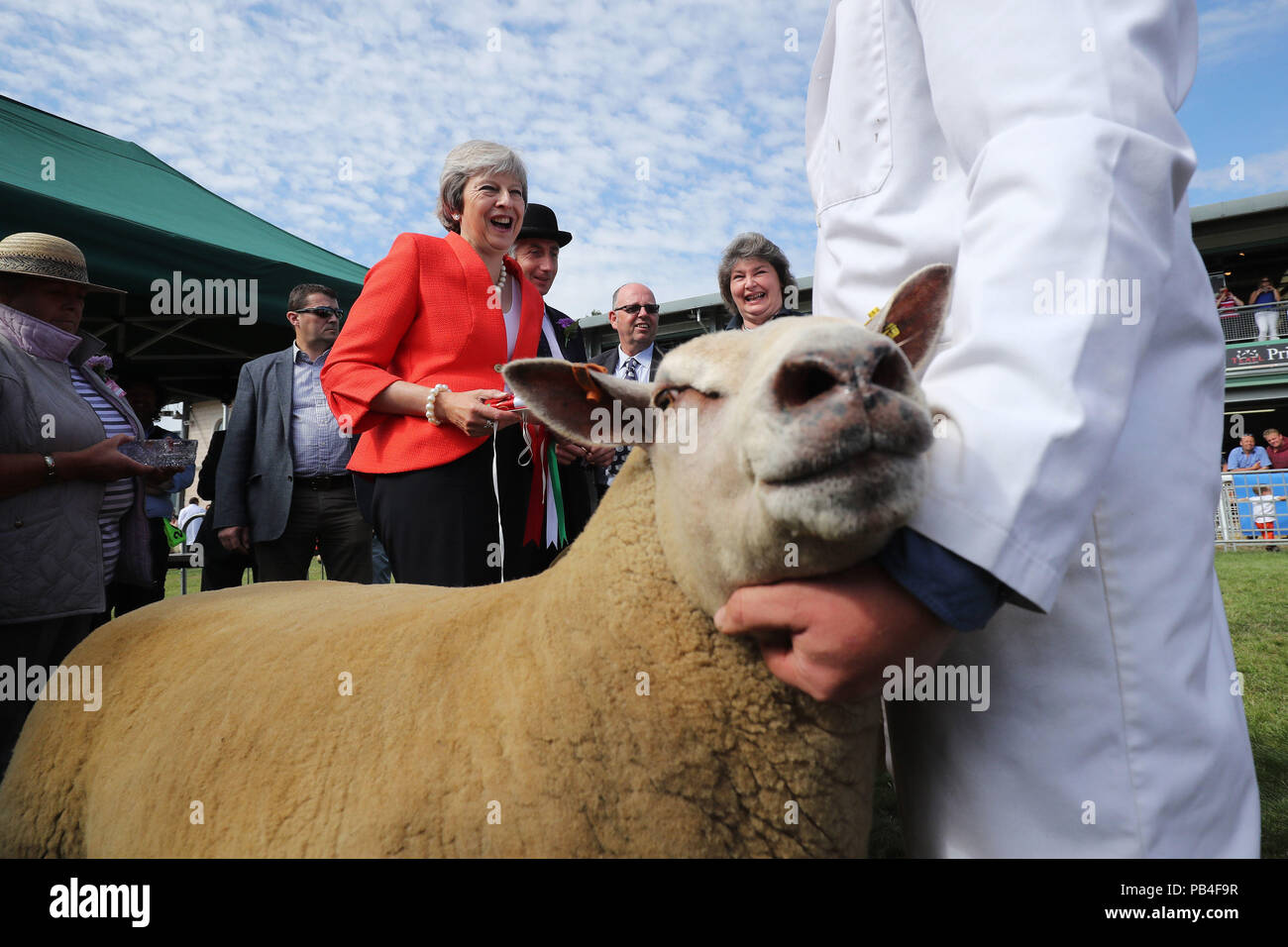 Best sheep royal welsh agricultural show royal welsh showground hi-res ...