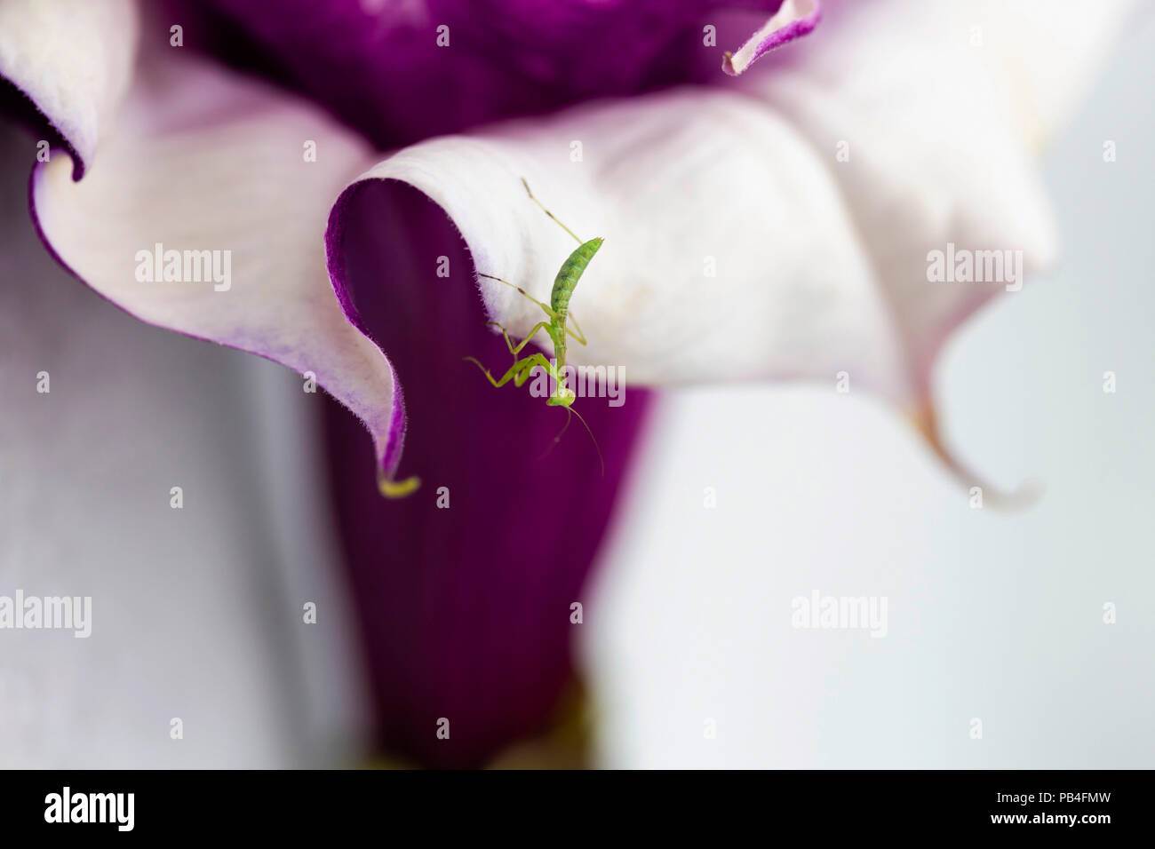 Baby mantis hi-res stock photography and images - Alamy