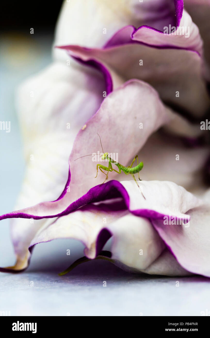 Baby praying mantis hi-res stock photography and images - Alamy