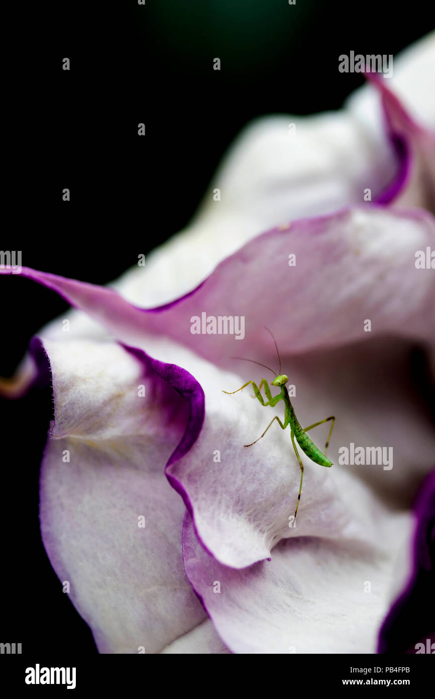 Baby praying mantis hi-res stock photography and images - Alamy