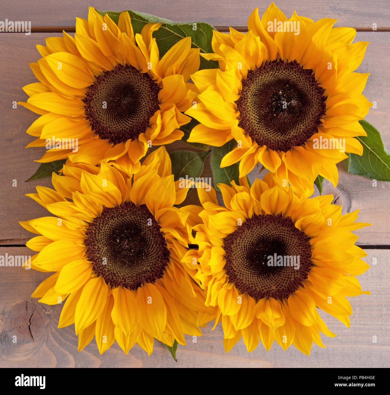 Four sunflowers hi-res stock photography and images - Alamy