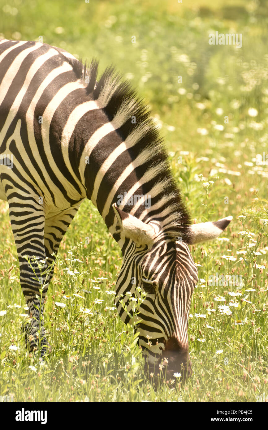 Stunning View of a Black and White Zebra Stock Photo - Alamy