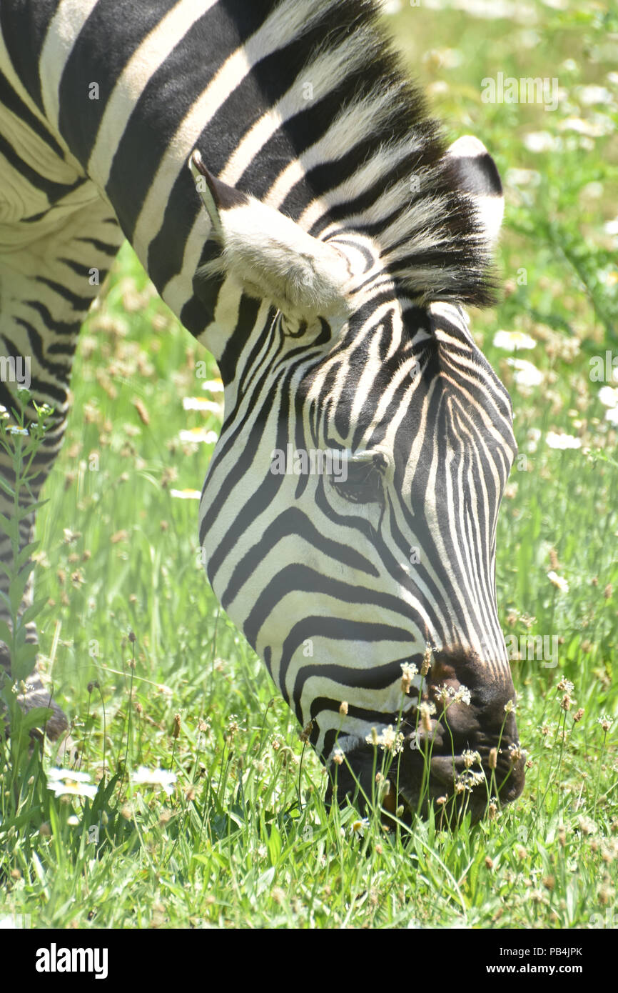 Gorgeous Black and White Zebra Wandering in Nature Stock Photo - Alamy