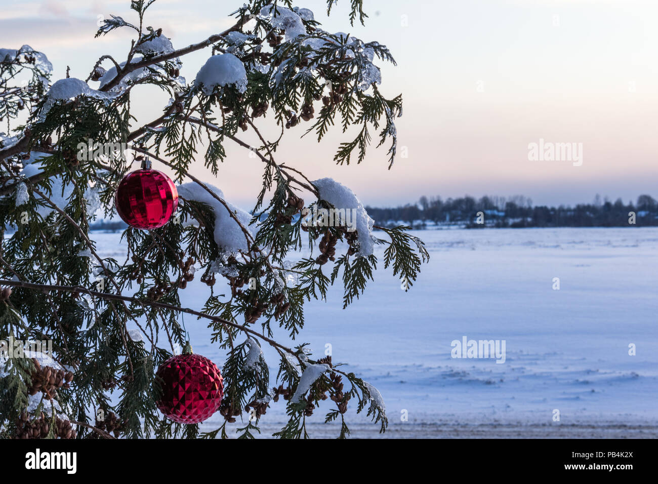 Eastern white cedar tree hi-res stock photography and images - Alamy