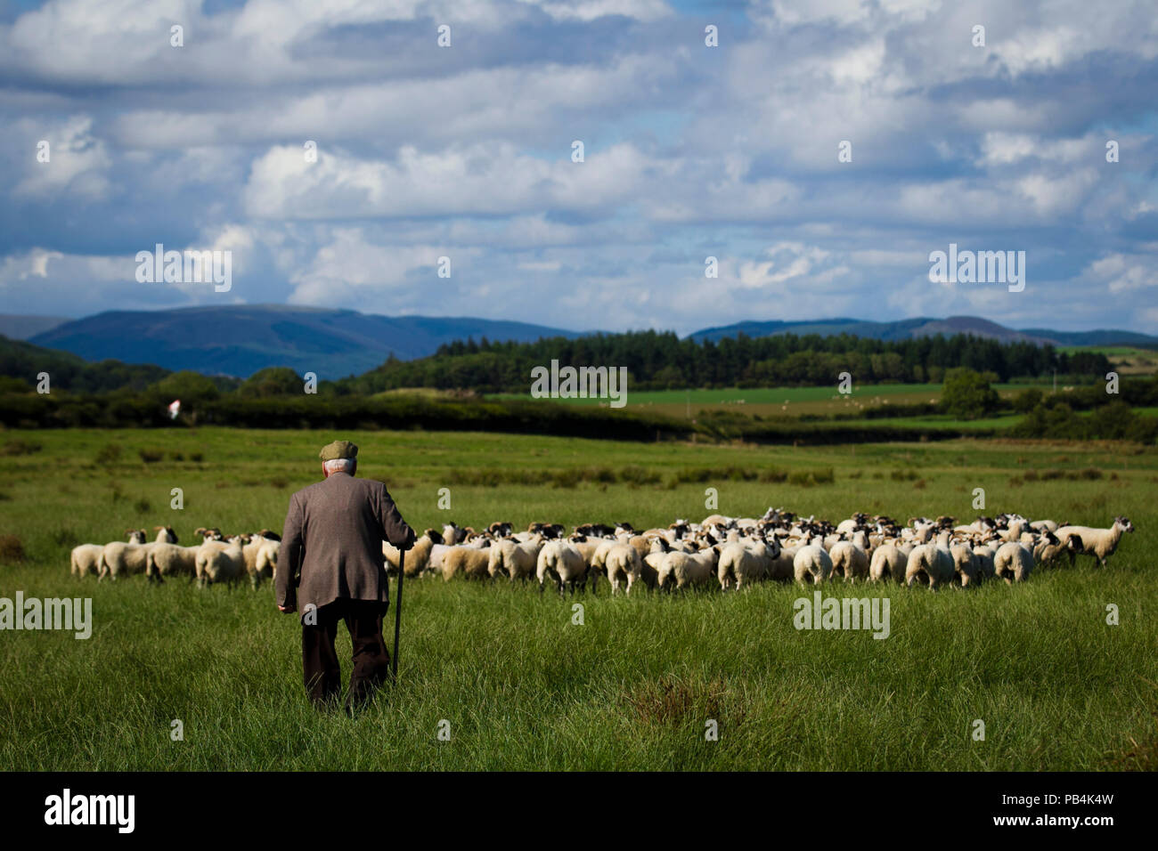 Shepherd herding uk hi-res stock photography and images - Alamy