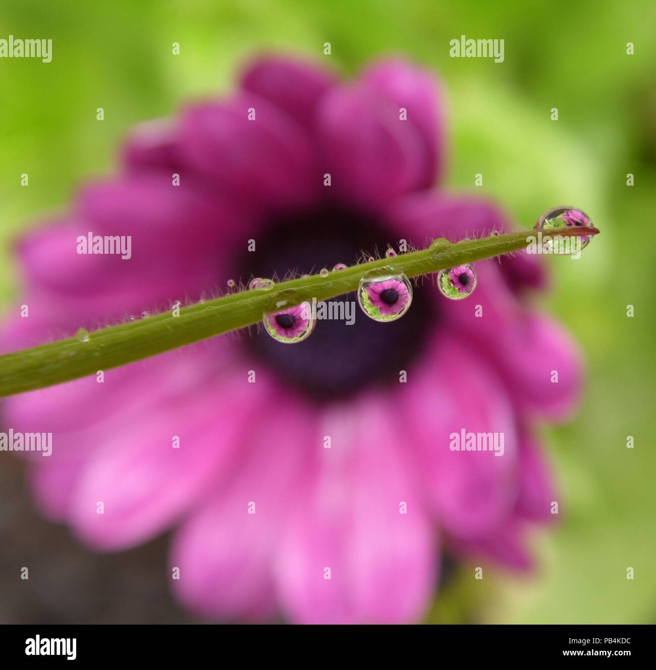 Raindrop refraction hi-res stock photography and images - Alamy