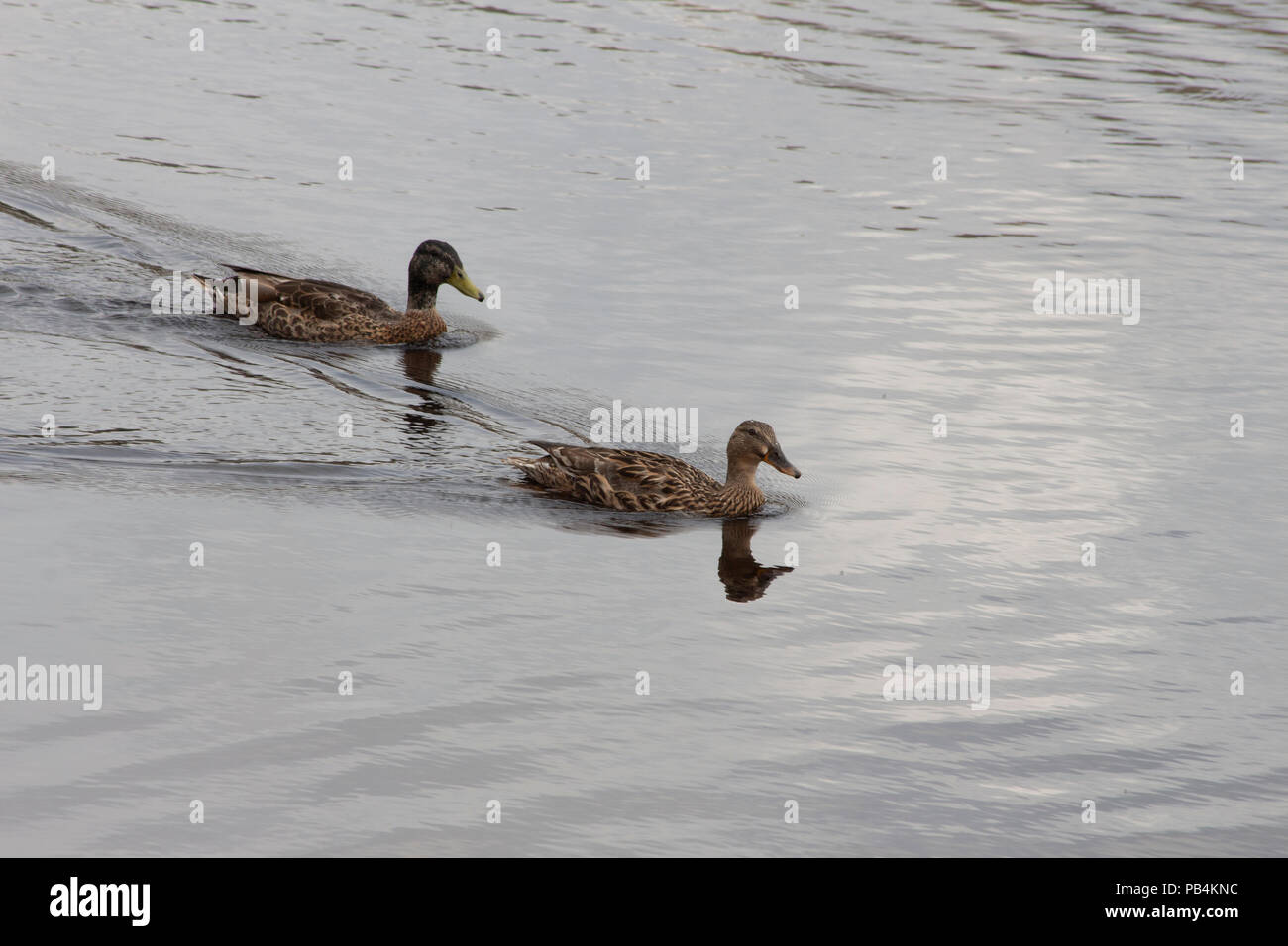 Two ducks out on a reservoir enjoying life together Stock Photo - Alamy