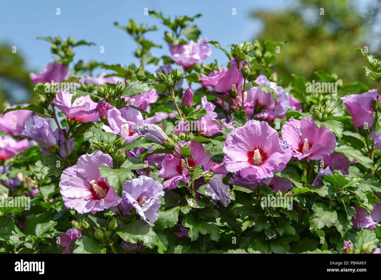 Pink hibiscus flower in full bloom hi-res stock photography and images ...