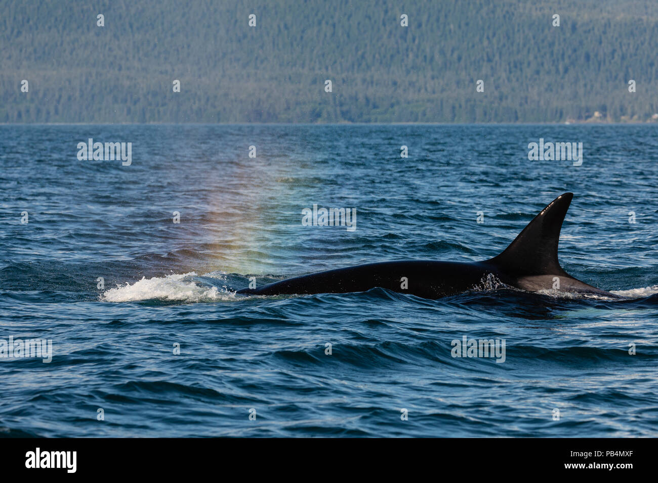 Rainbow colored Orca spout in Favorite Channel in Southeast Alaska ...