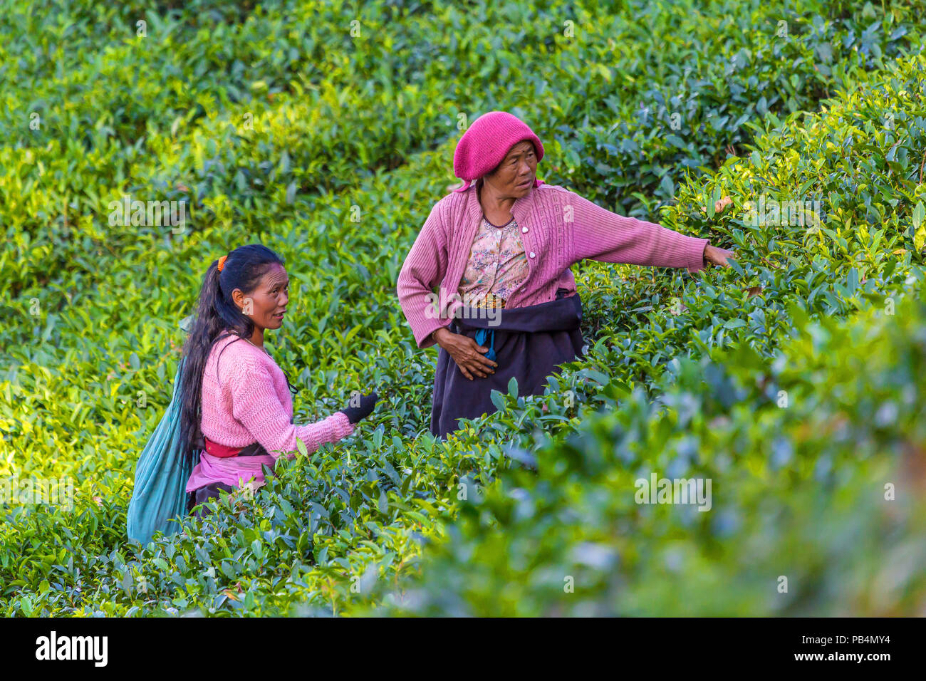 Tamil tea pickers collecting tea leaves on plantation, West Bengal ...