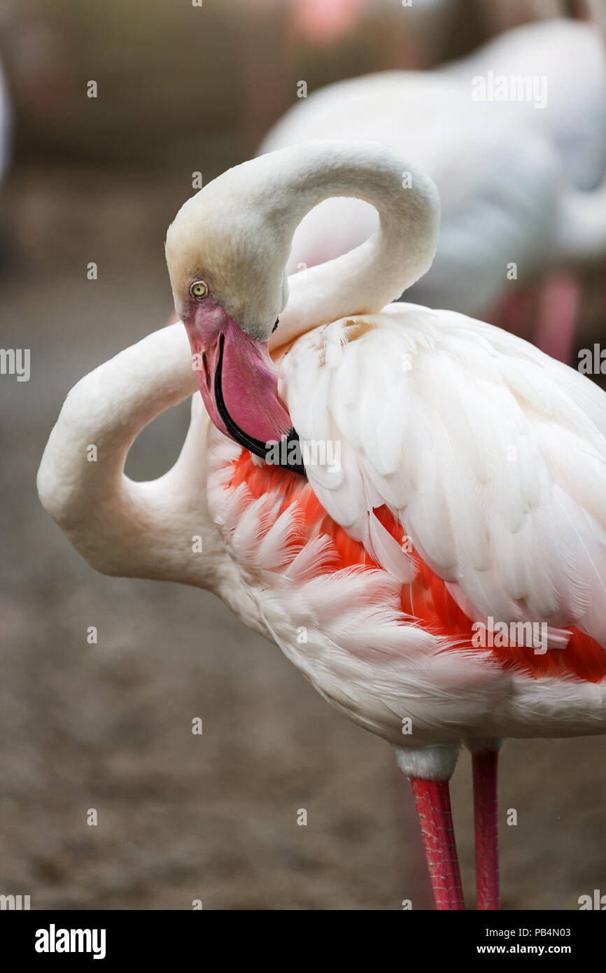 A beautiful flamingo cleaning its feathers, Flamingo is typical species ...