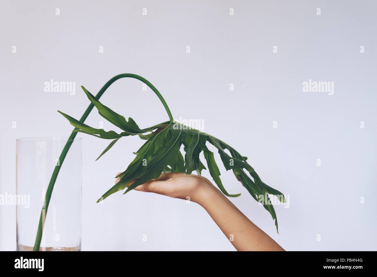 Selloum leaf in vase decoration in home Stock Photo - Alamy