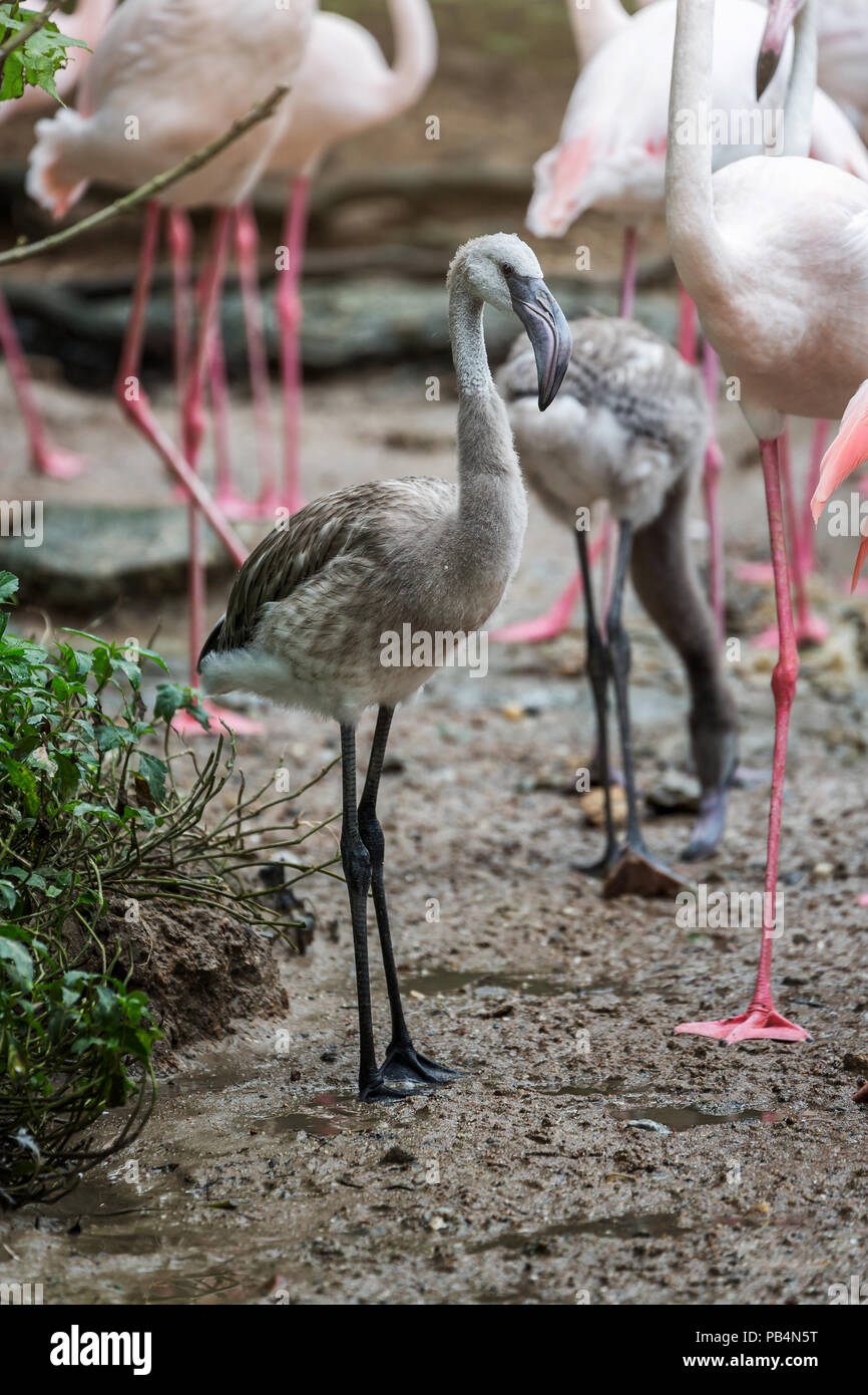 Flamingo nest hi-res stock photography and images - Alamy