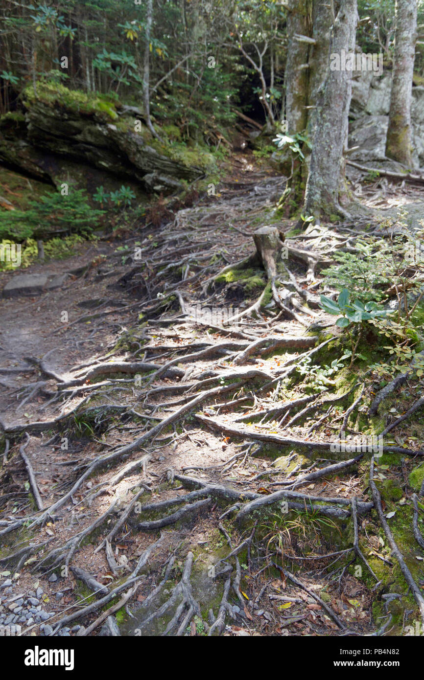A gnarly carpet of tree roots covers the ground of a high elevation ...