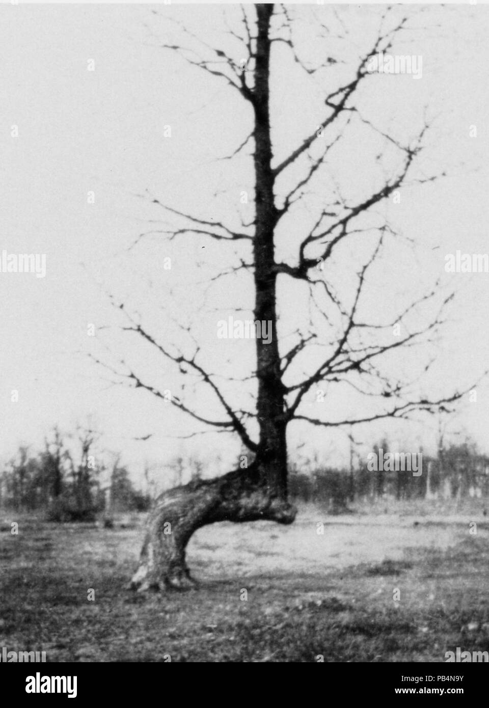 1770 Trail Marker Tree located on the border of Mettawa and West Lake ...