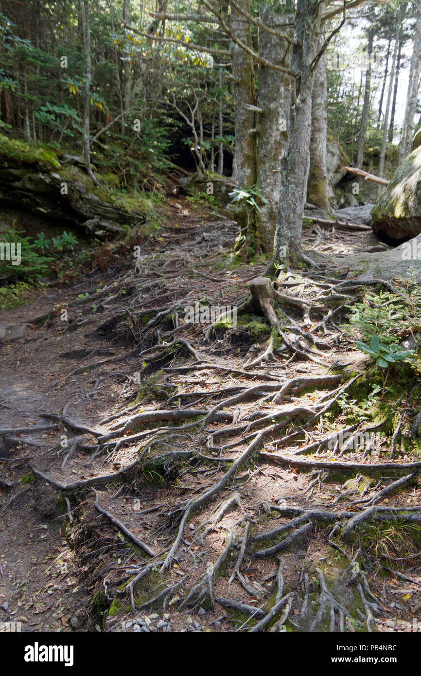 Radicle High Resolution Stock Photography and Images - Alamy