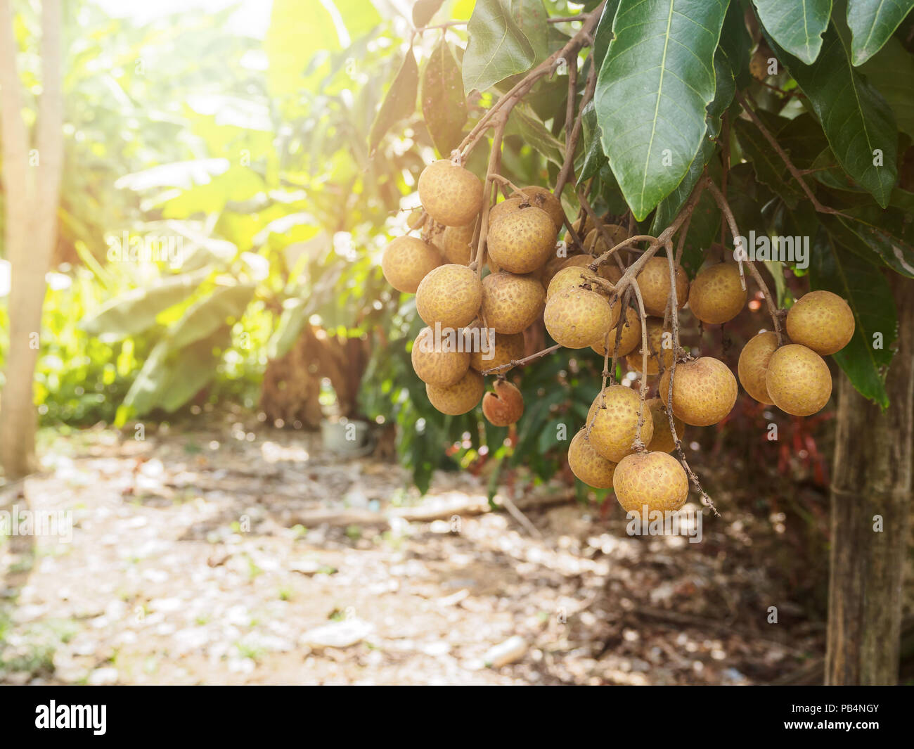 Longan Fruit Tree High Resolution Stock Photography and Images - Alamy