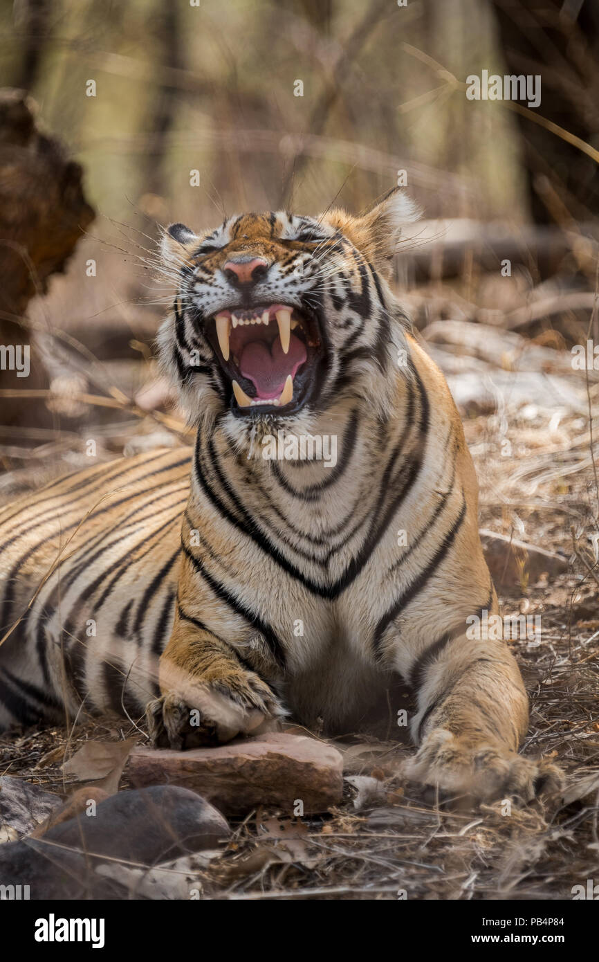 Big Yawn High Resolution Stock Photography and Images - Alamy
