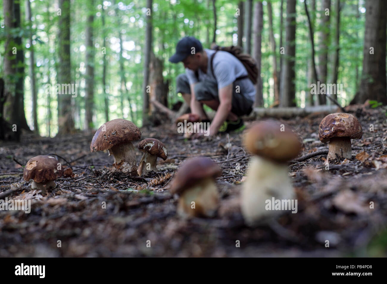 Man collect mushrooms Stock Photo - Alamy