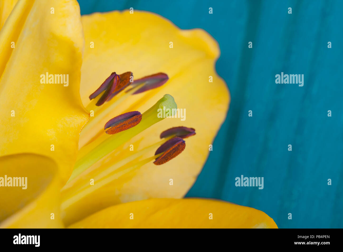 Detail of the stamens of a yellow asian lily flower on blue background ...
