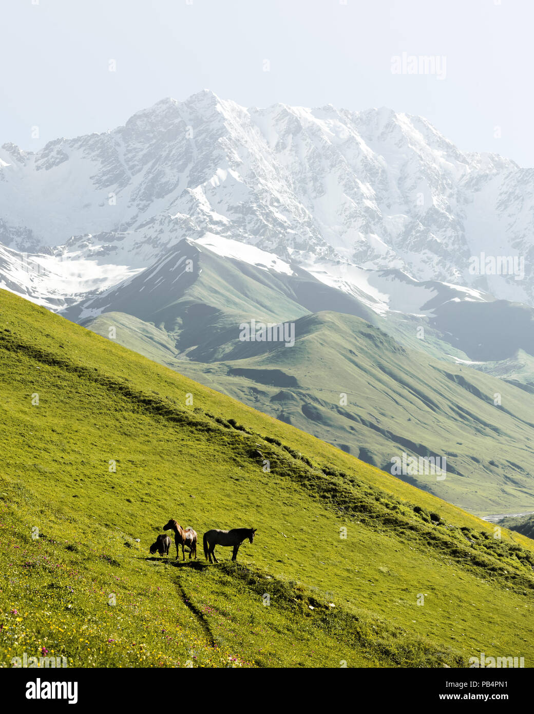Horse ridge hi-res stock photography and images - Alamy