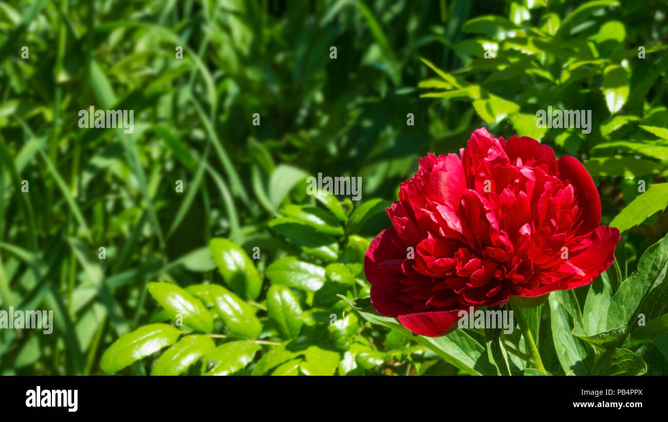 A blooming red peony flower close up Stock Photo - Alamy