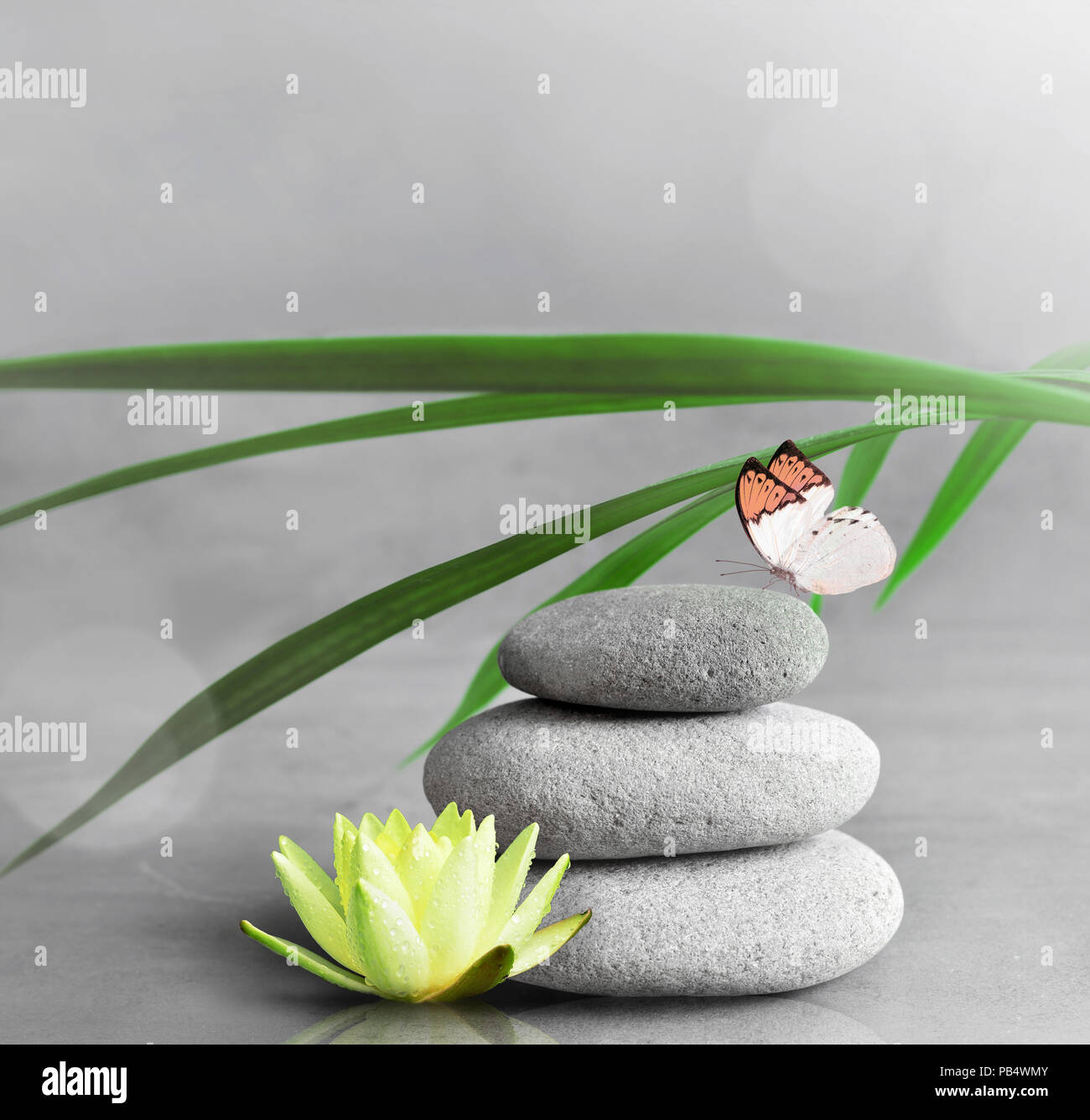 Stones balance, white flower lotus and green palm leaf. Zen and spa ...