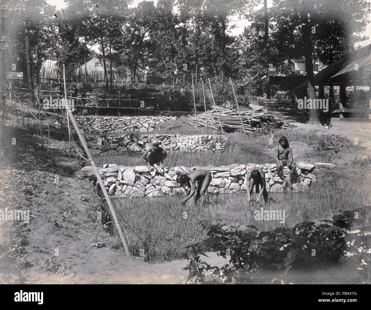 788 Igorrotes in their rice fields on the Philippine Reservation in the ...