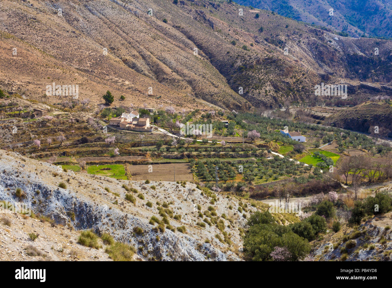Olea europaea, Olive Grove, Andalucia mountain landscape, Spain Stock ...