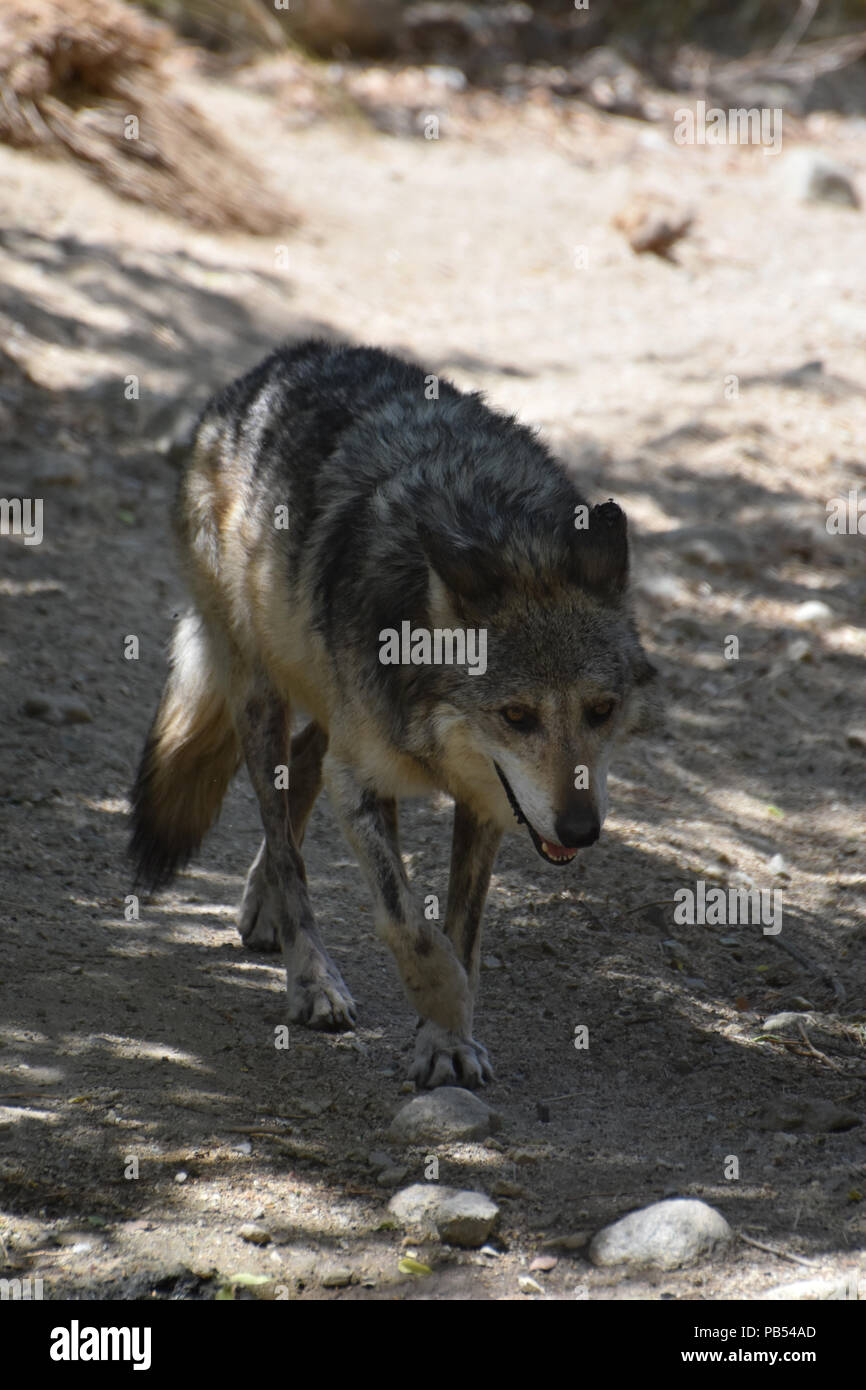 Woodlands with a stalking gray wolf in the wild Stock Photo - Alamy