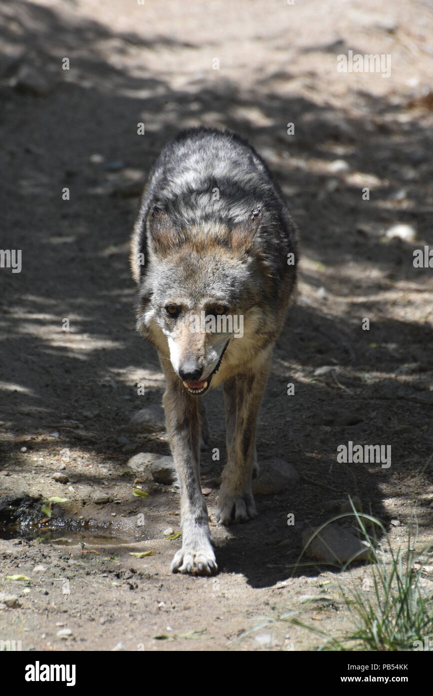 Sharp piercing eyes on a large timber wolf Stock Photo - Alamy