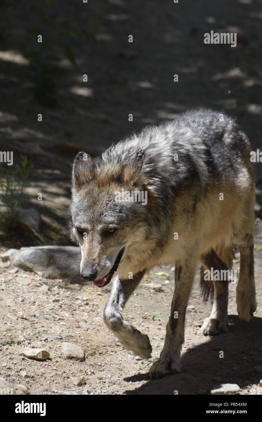 Gorgeous gray wolf walking in the warm sunshine Stock Photo - Alamy