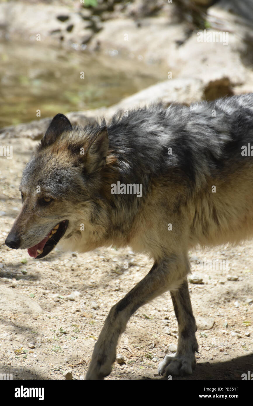 Lovely wolves hi-res stock photography and images - Alamy