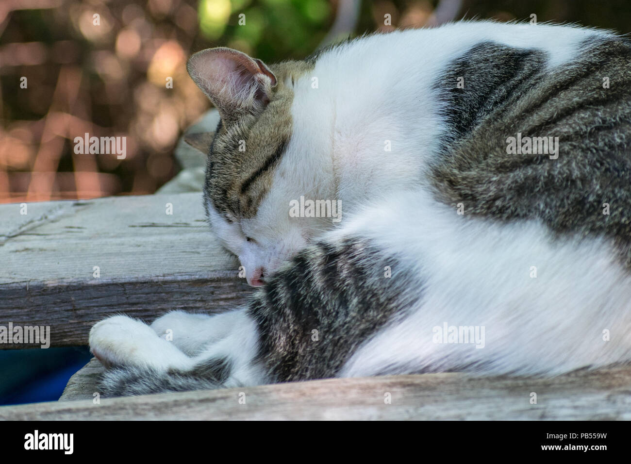 A pretty cat taking a nap between a couple of 2 x 6 boards lying on a ...