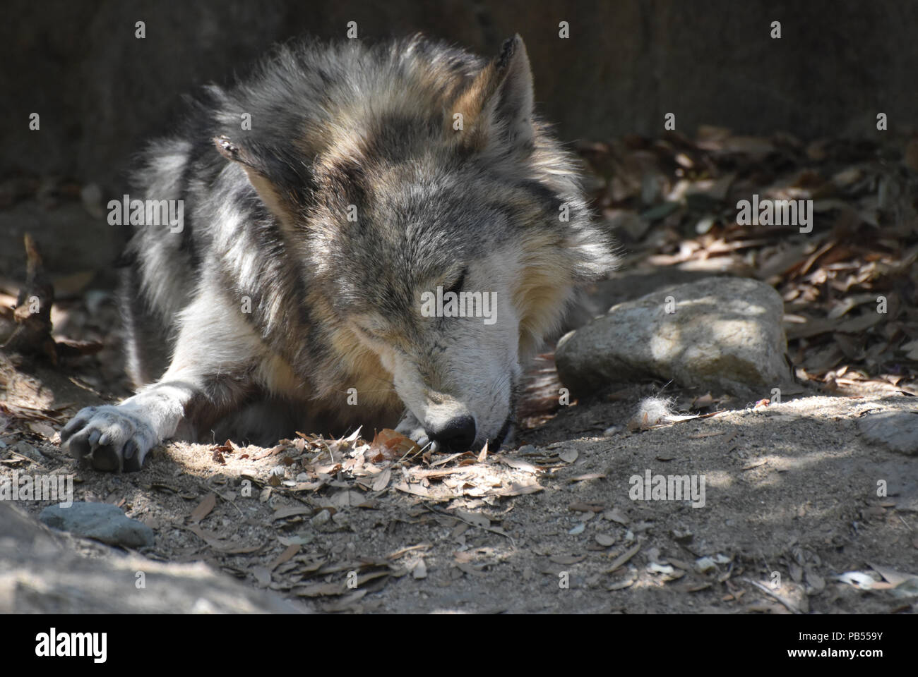 Gorgeous timber wolf sleeping and resting in the sun Stock Photo - Alamy