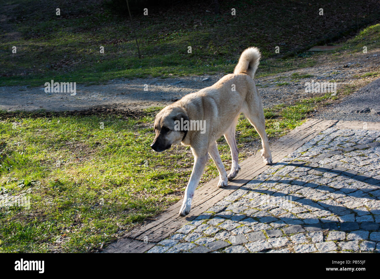 Turkish breed shepherd dog Kangal as livestock guarding dog Stock Photo ...