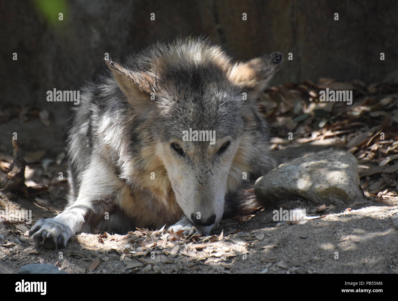 Slightly tattered ears on a resting timber wolf Stock Photo - Alamy