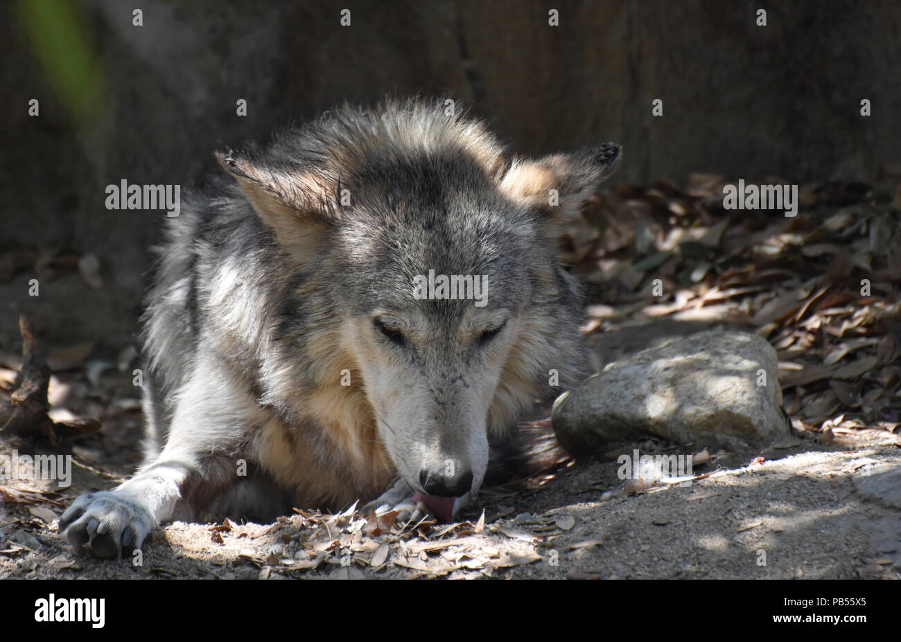 Fantastic wild plains wolf resting in a pile of leaves Stock Photo - Alamy