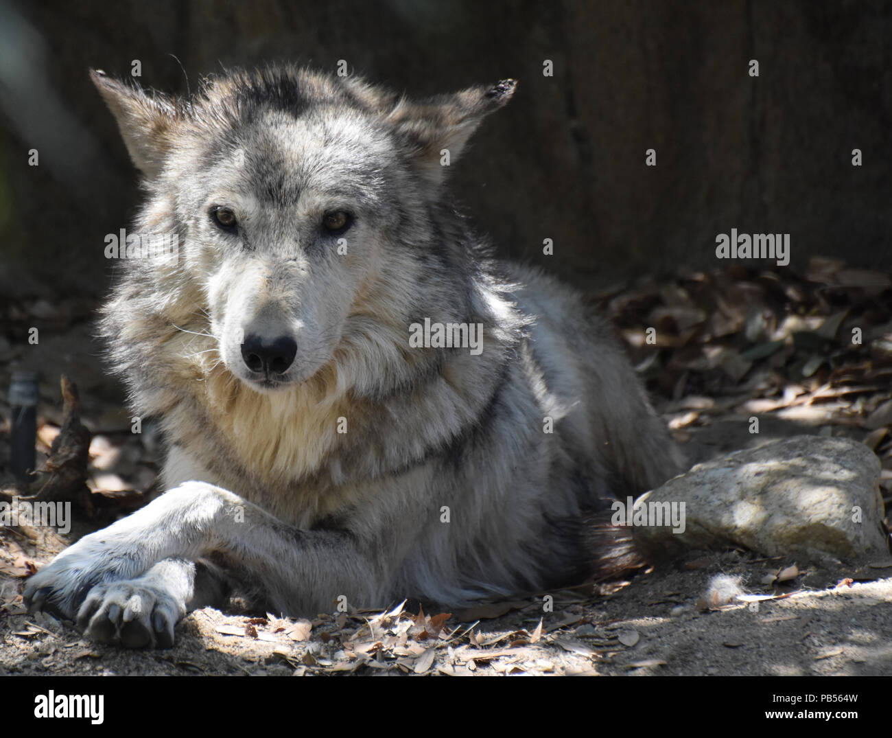 Relaxing wolf with his front paws crossed Stock Photo - Alamy