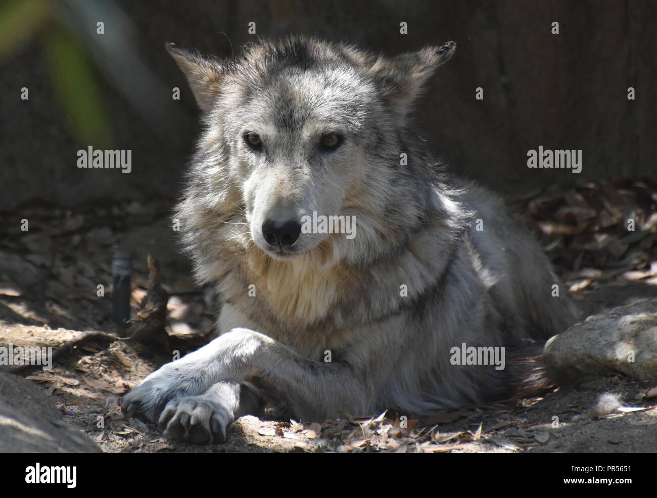 Amazing Wolf Photography