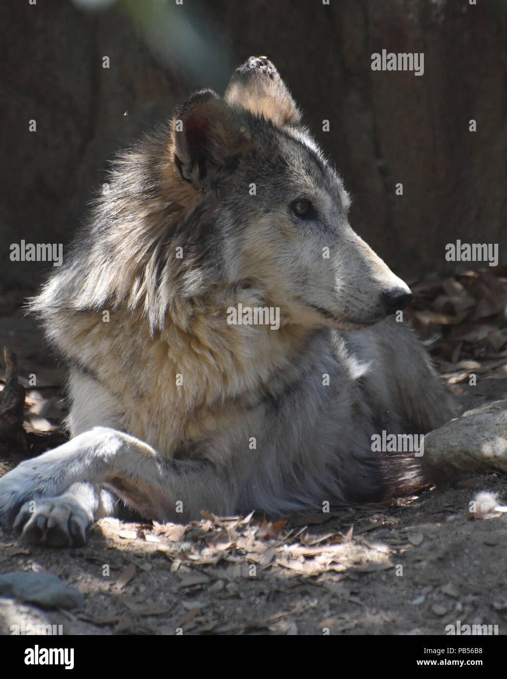 Relaxing tundra wolf resting in the woods Stock Photo - Alamy