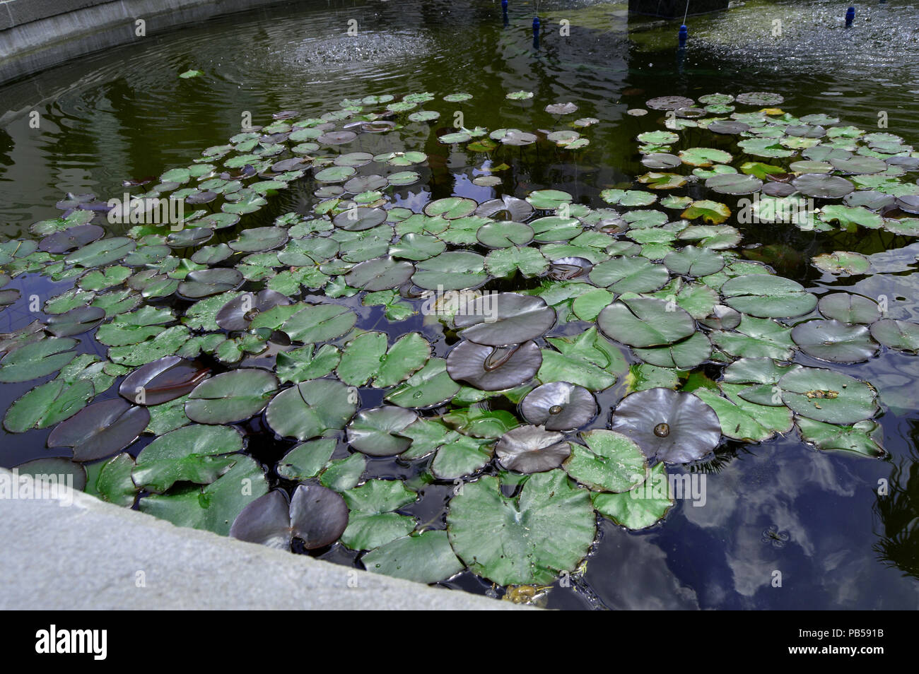 Beautiful pond with water Lily plant, background Stock Photo - Alamy