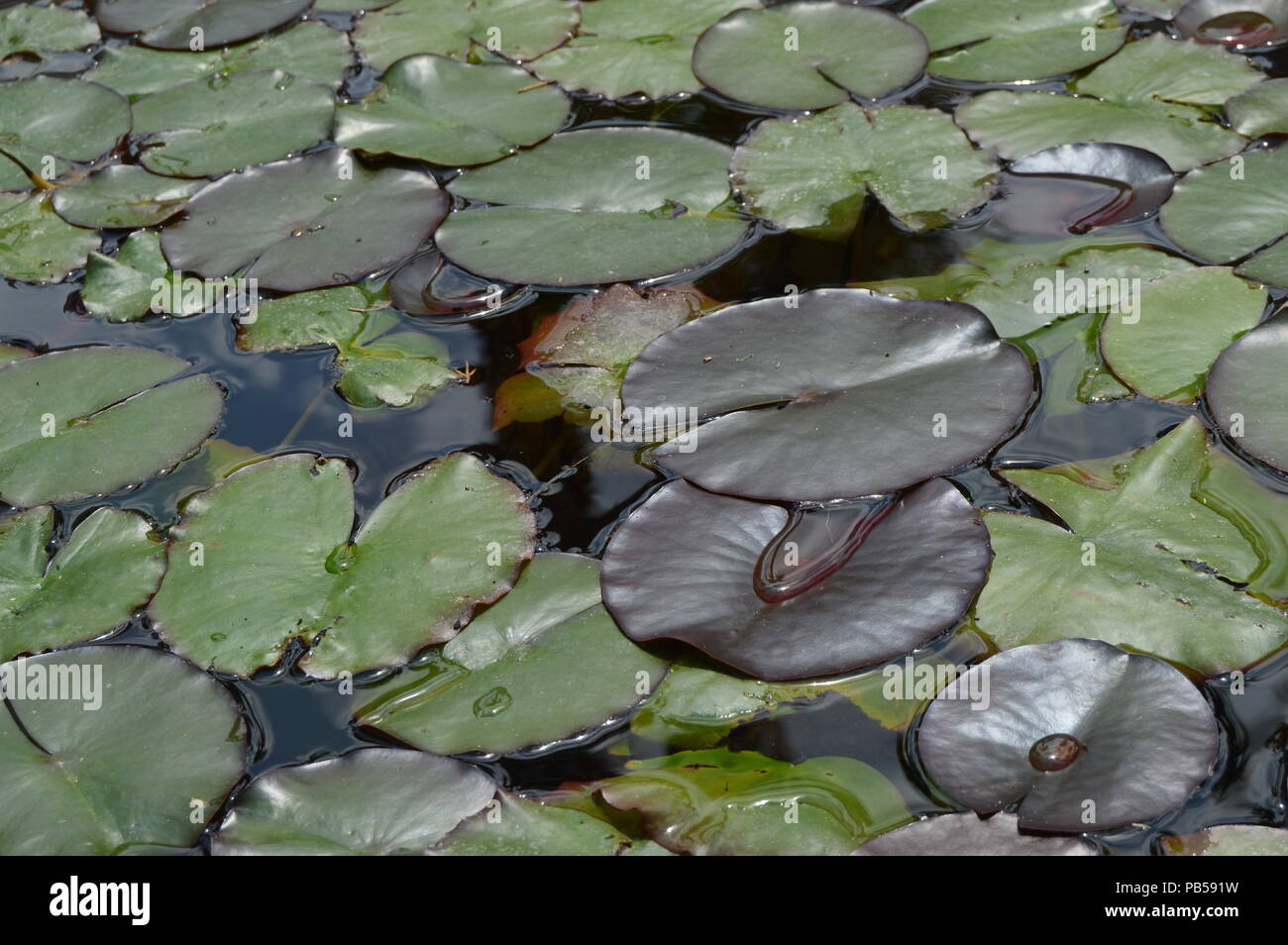 Beautiful pond with water Lily plant, background Stock Photo - Alamy