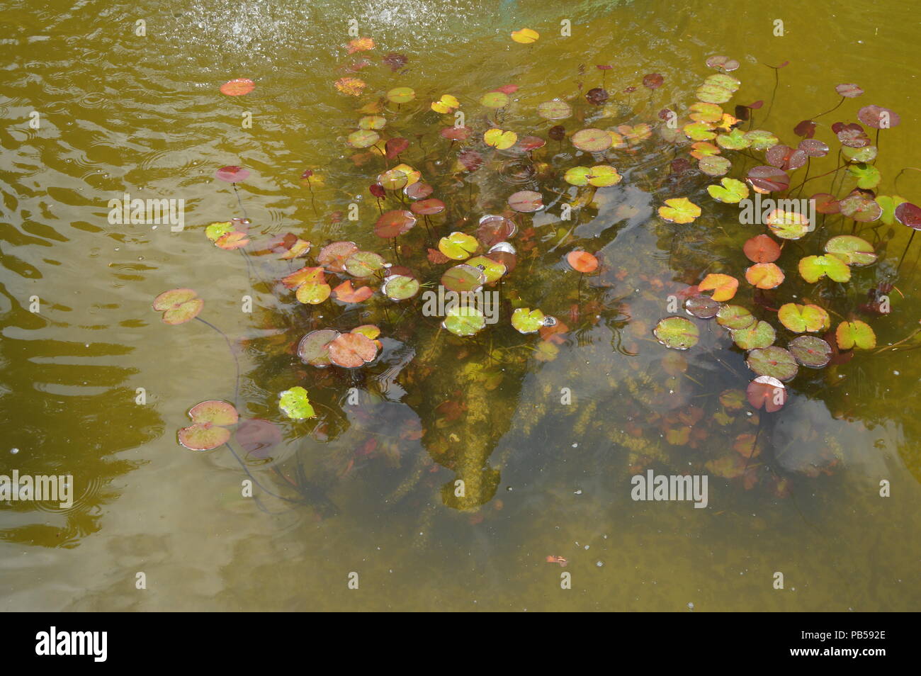 Beautiful pond with water Lily plant, background Stock Photo - Alamy