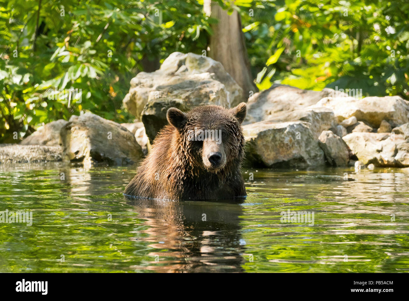 Female eurasian brown bear hi-res stock photography and images - Alamy