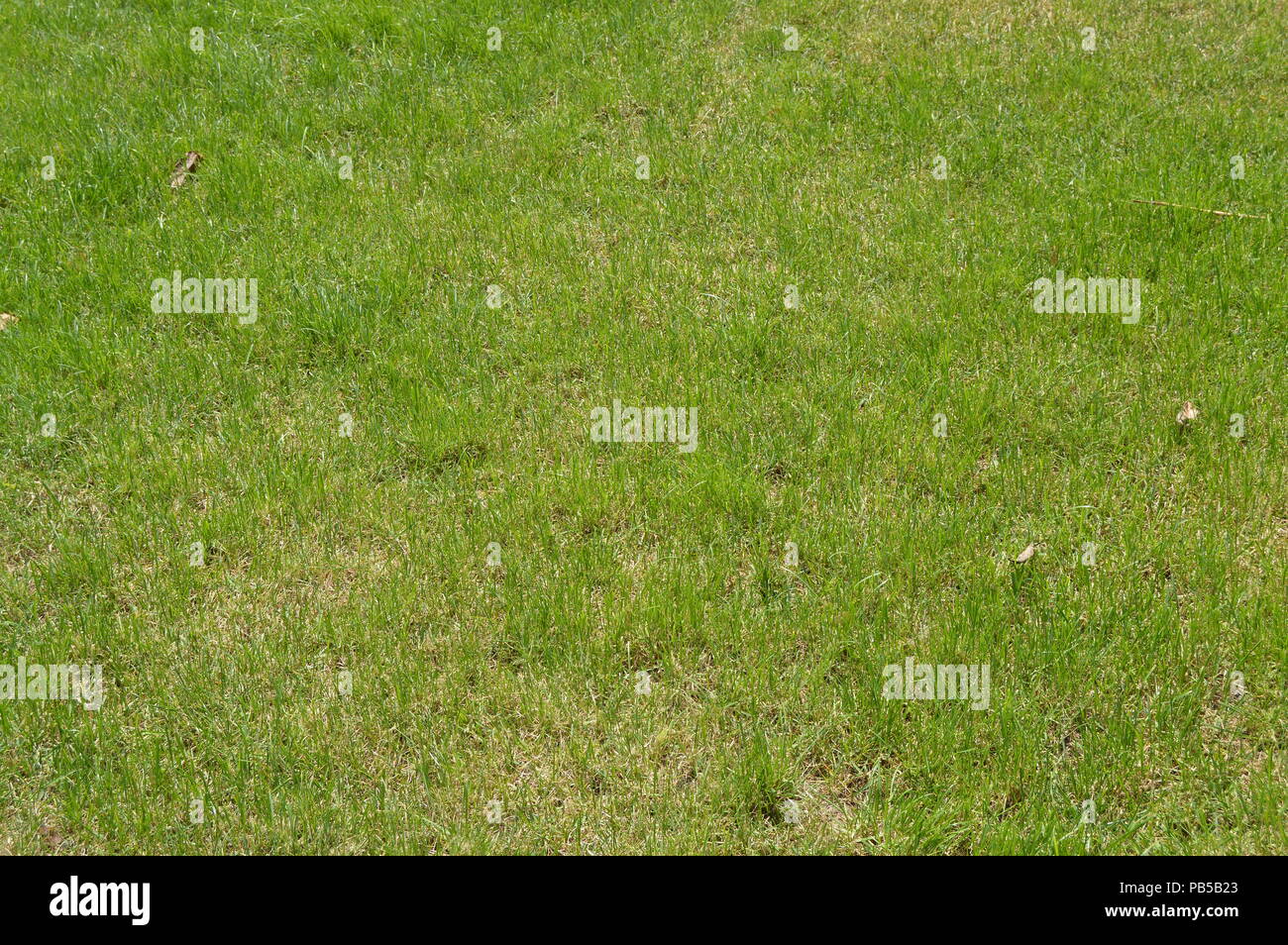 a background of beautiful green grass, fresh grass Stock Photo - Alamy